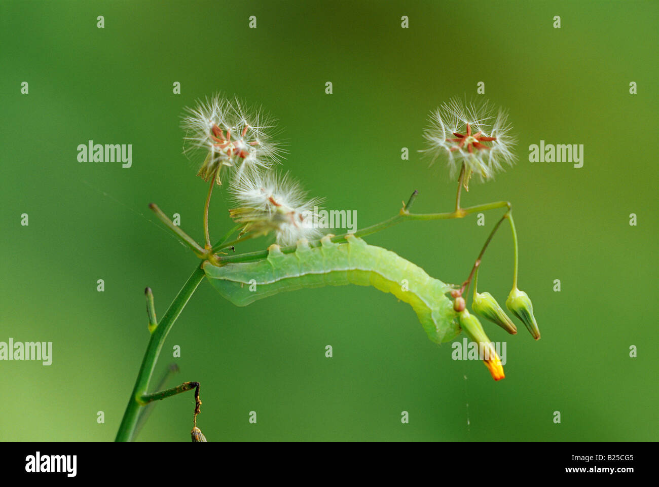 Insect and bud Stock Photo - Alamy