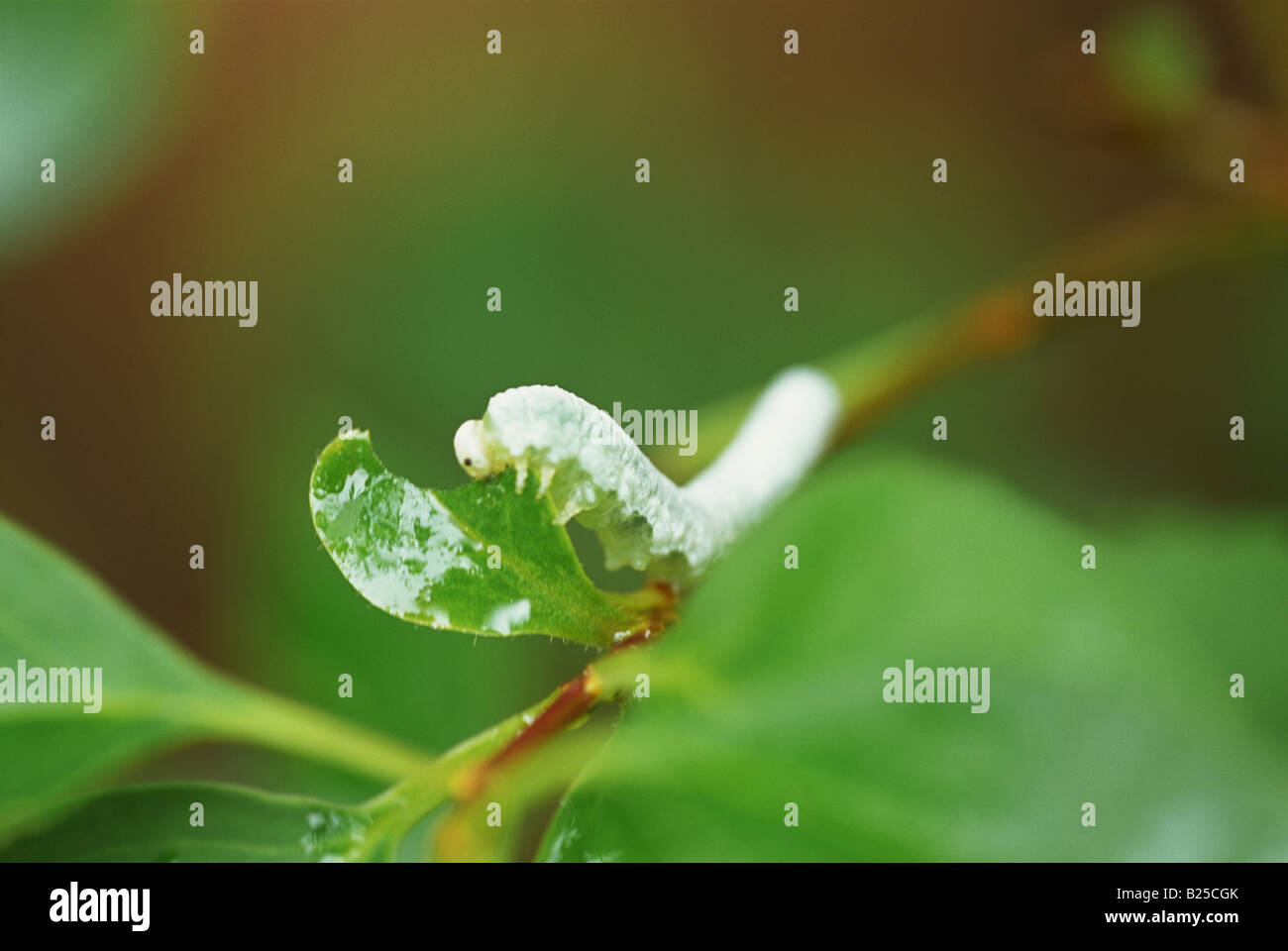 Insect and bud Stock Photo - Alamy