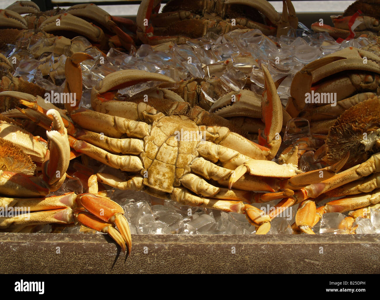Dungeness crabs on display at Fisherman's Wharf in San Francisco ...