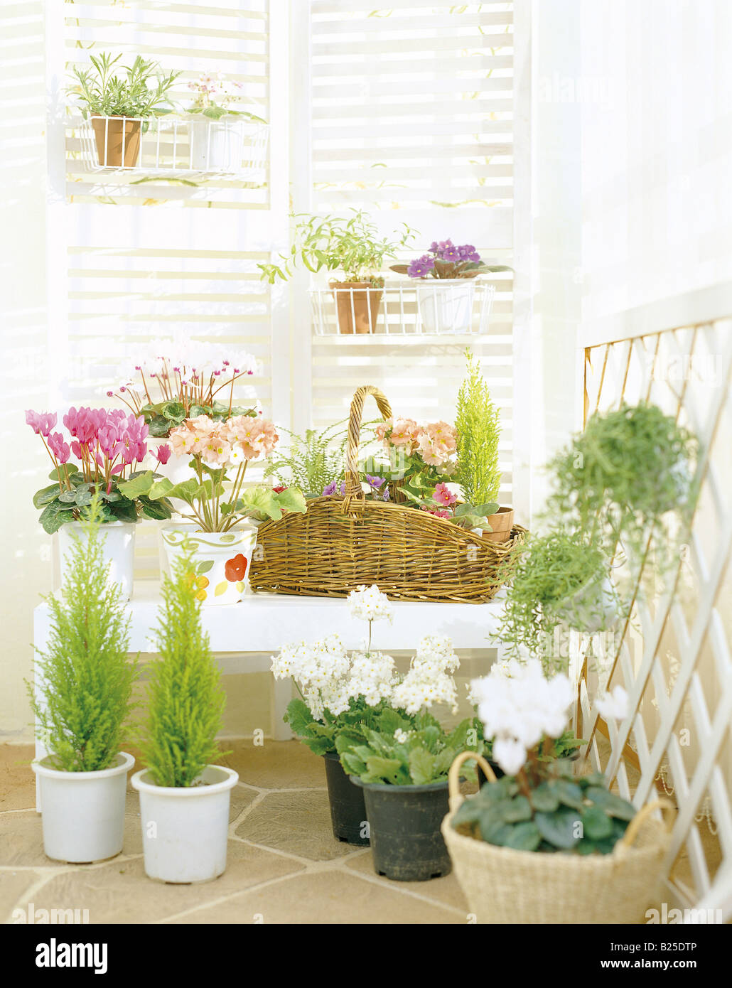 Potted plant and flowers Stock Photo - Alamy