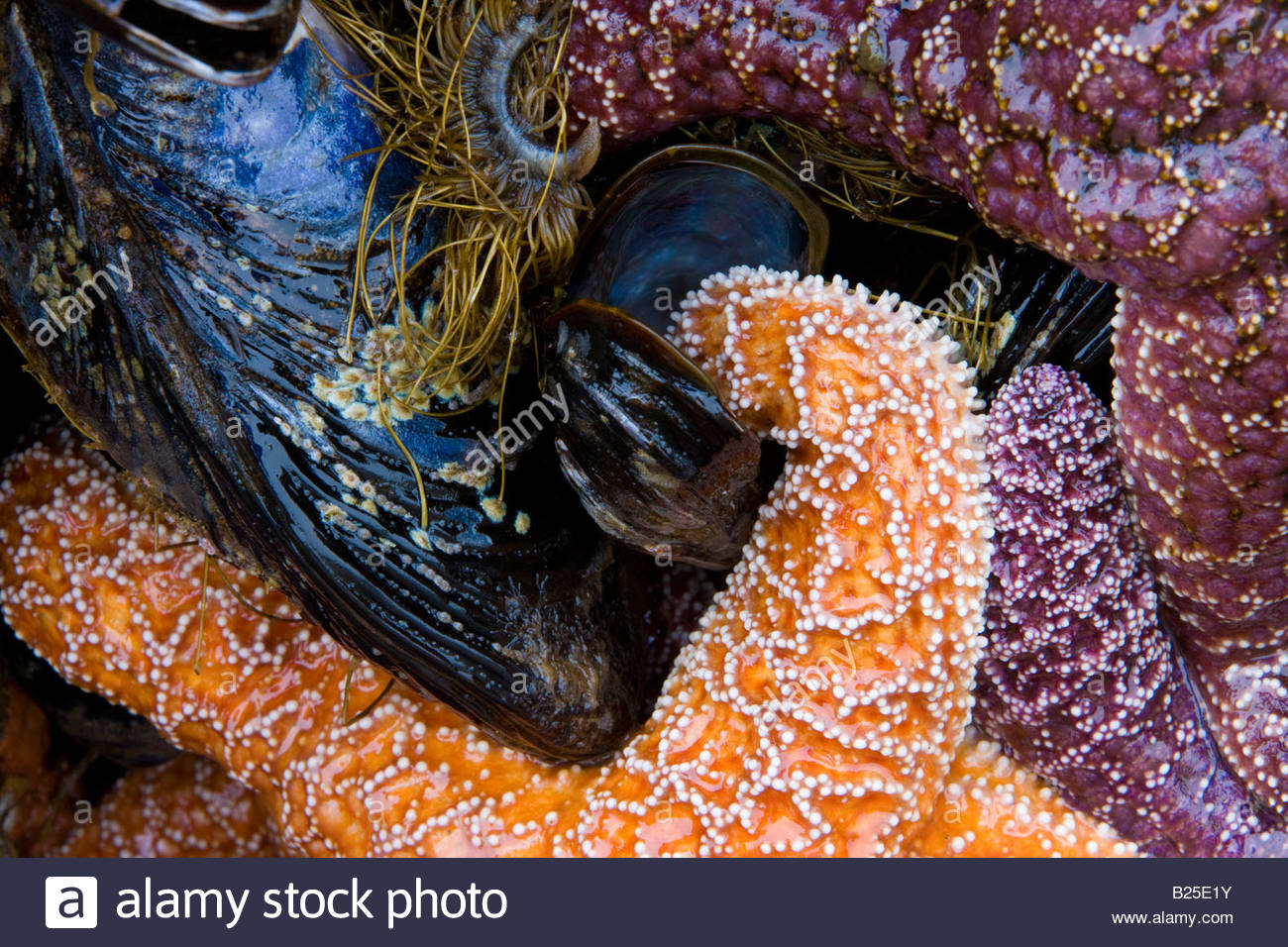 Ochre Sea Star High Resolution Stock Photography and Images - Alamy