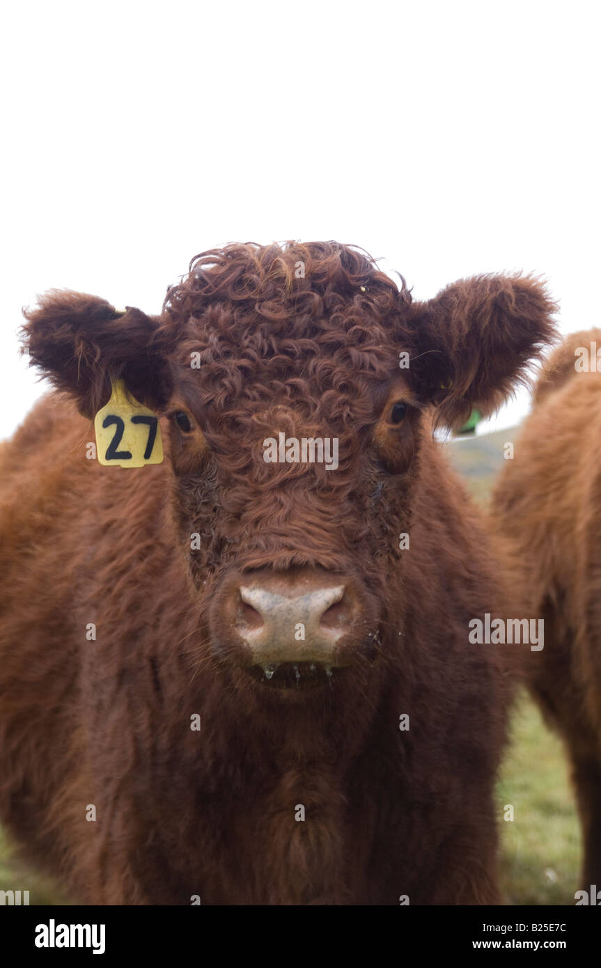 Portrait of Luing cow in the Yorkshire Dales, UK Stock Photo - Alamy