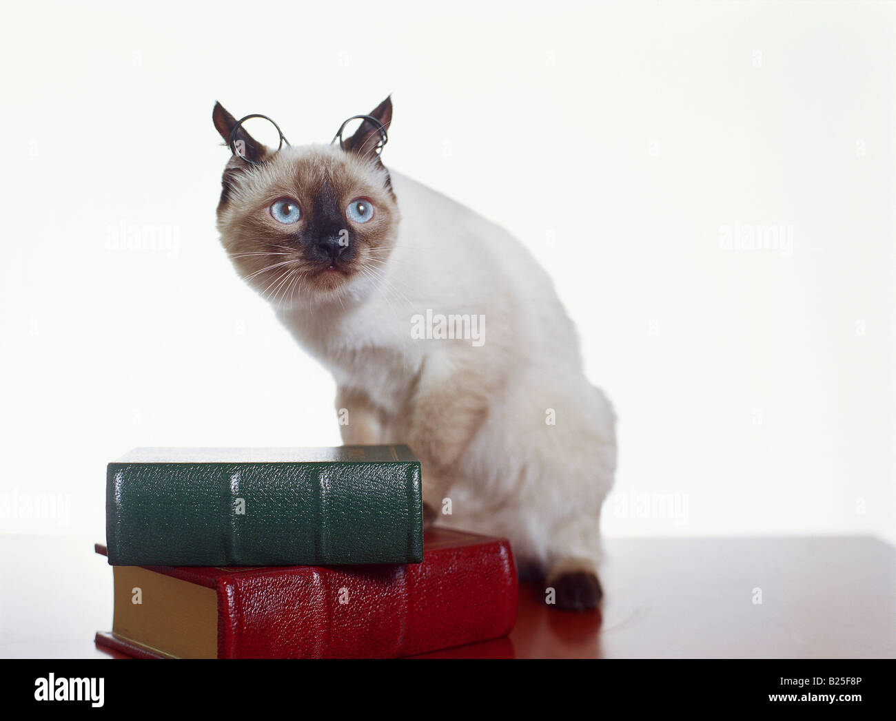 Cat and books Stock Photo - Alamy