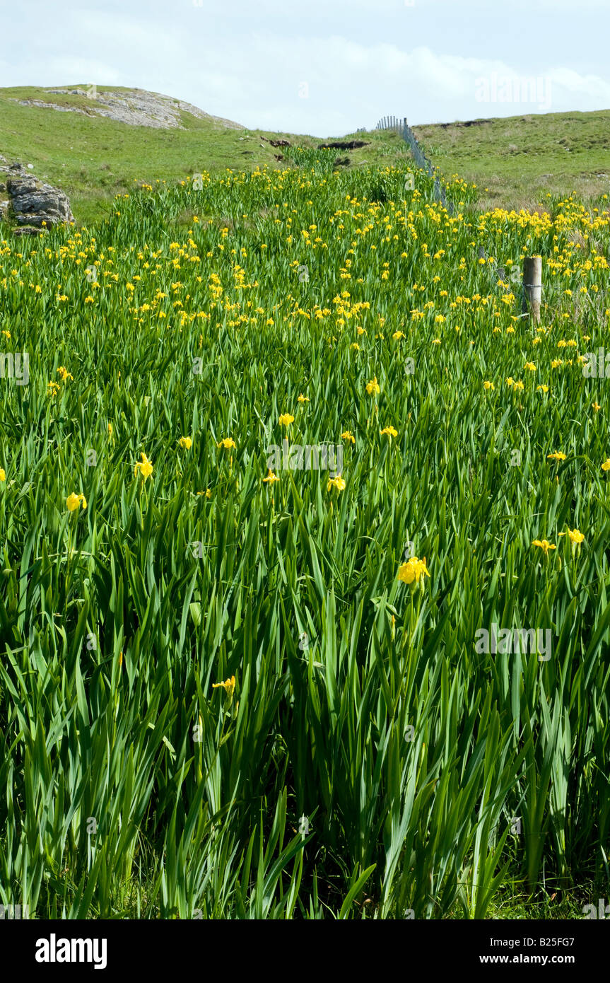 Corncrake habitat hi-res stock photography and images - Alamy