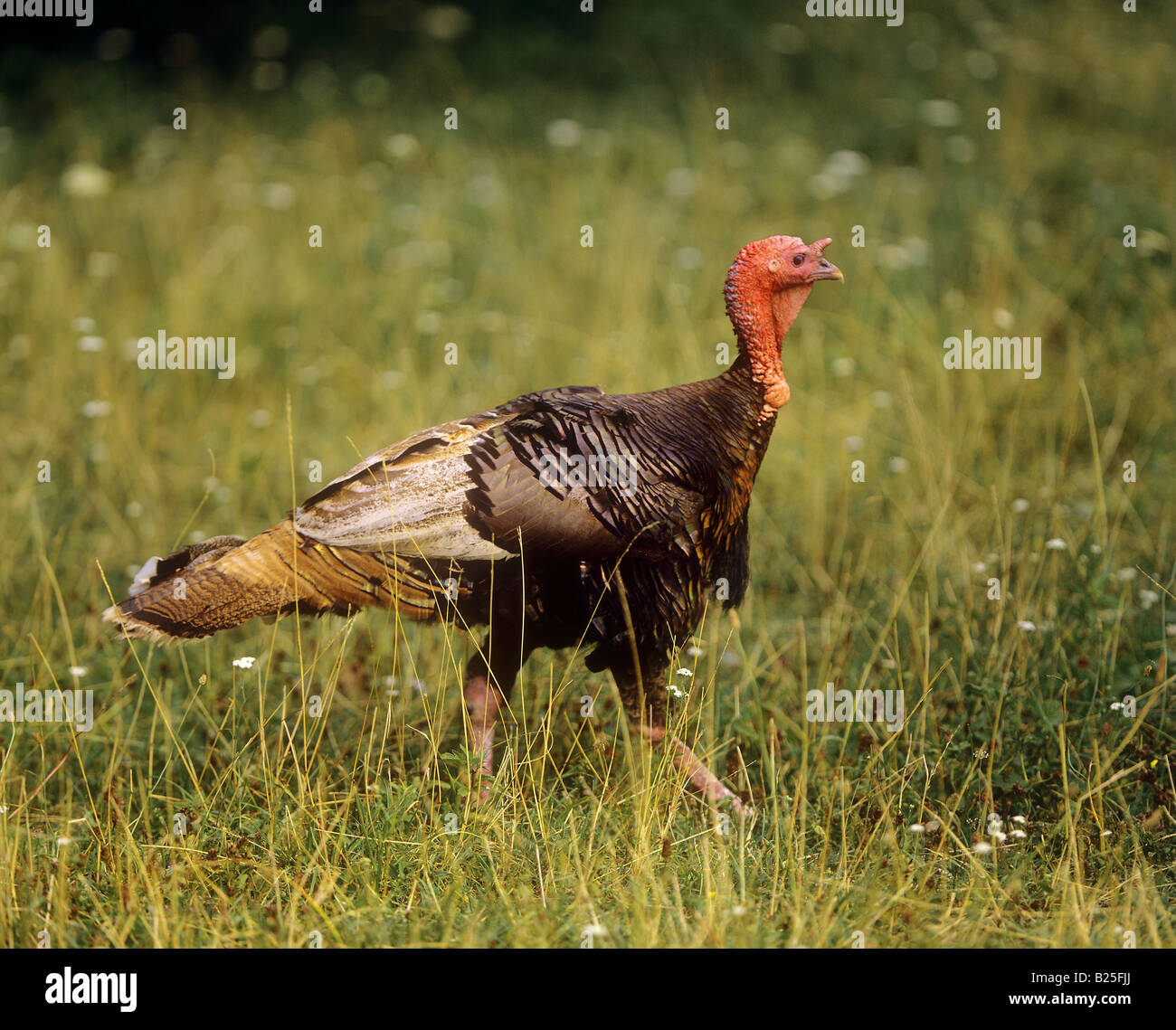 Common turkey meleagris gallopavo hi-res stock photography and images ...