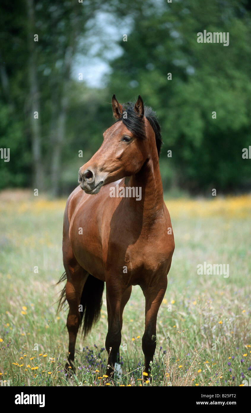 Alter-Real mare - standing on meadow Stock Photo - Alamy