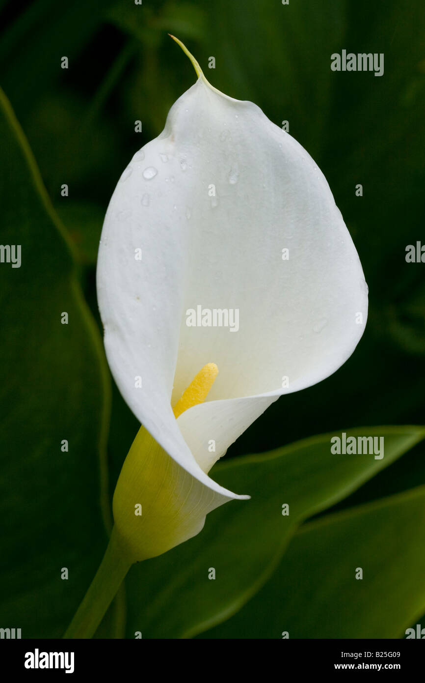 Single stem flower hi-res stock photography and images - Alamy