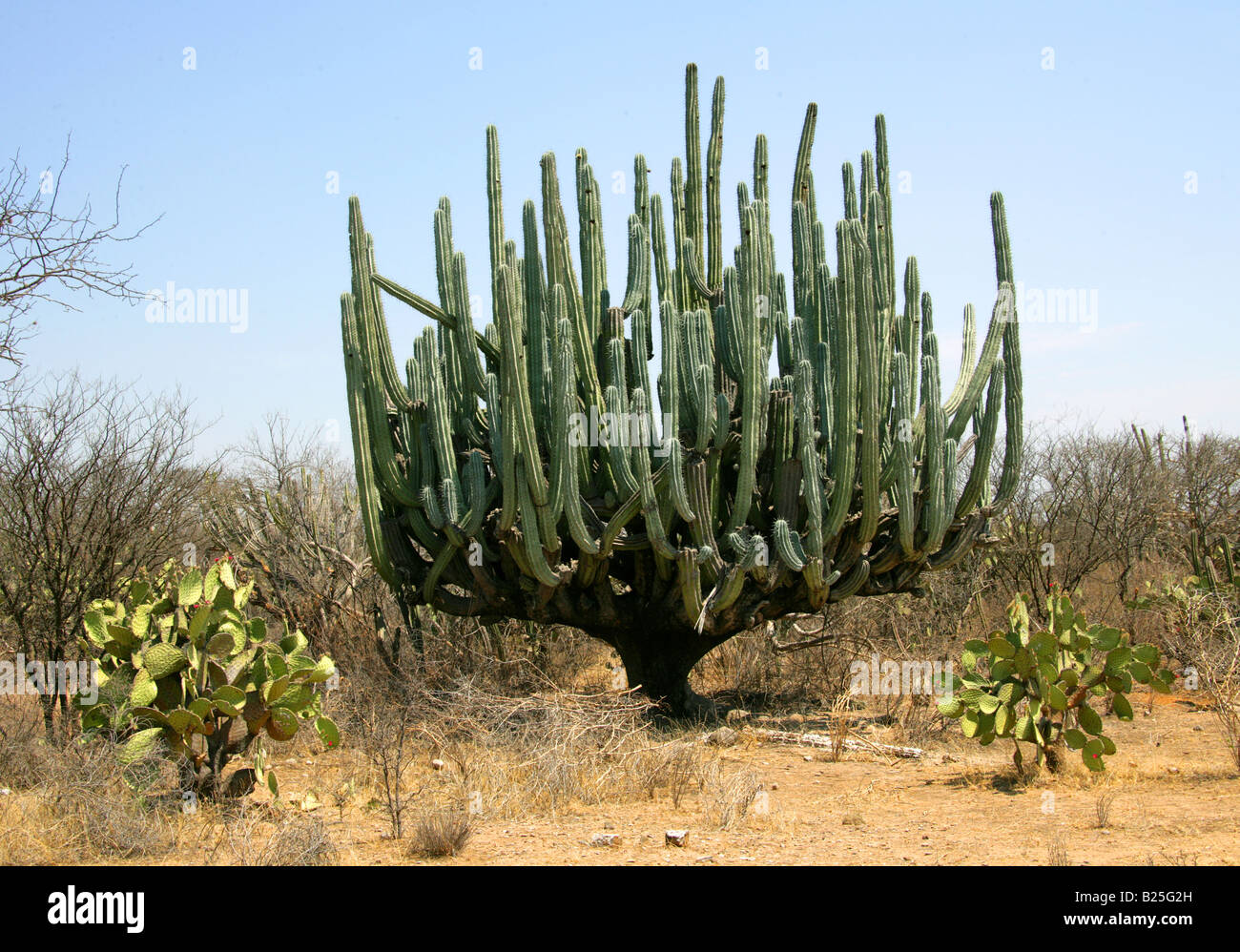 Candelabra Cacti Myrtillocactus cochal, Sierra Madre, Oaxaca State ...