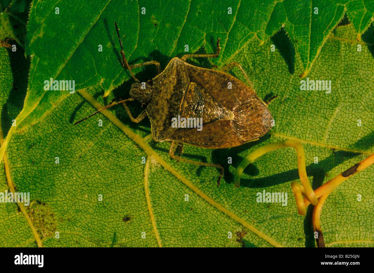Stink bug Acrosternum hilare Stock Photo - Alamy