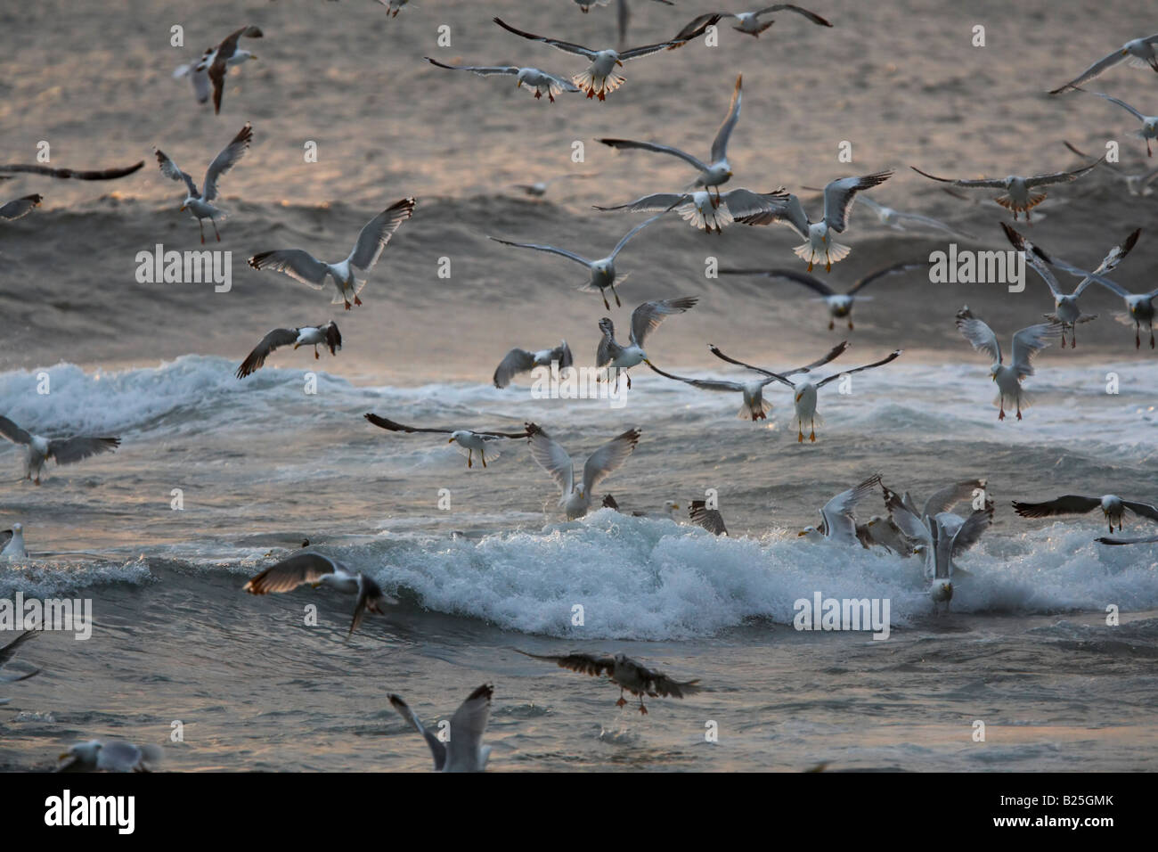 Gulls seahouses hi-res stock photography and images - Alamy