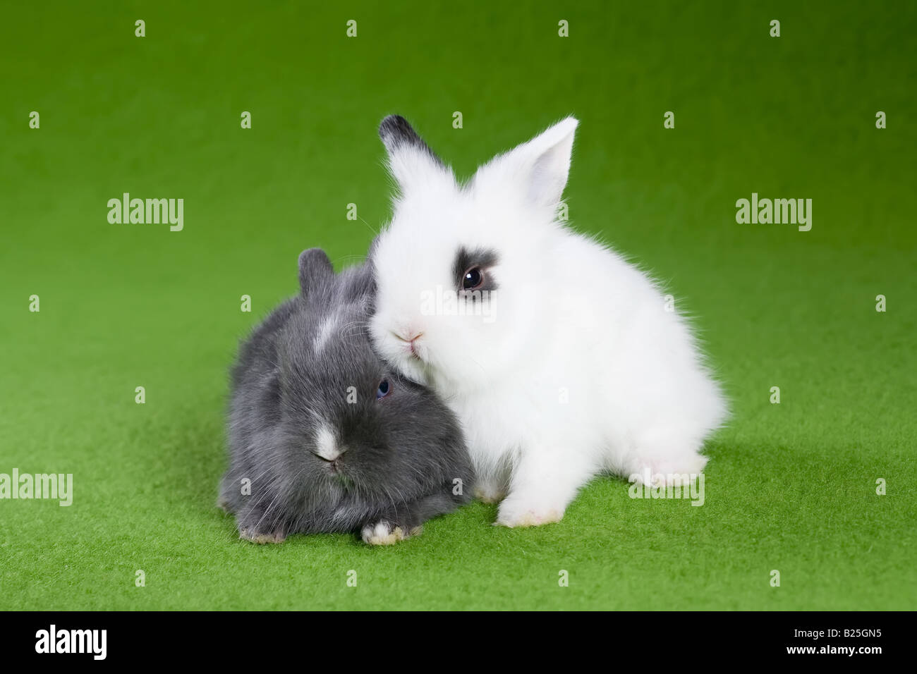 grey and white bunny isolated on green background Stock Photo - Alamy