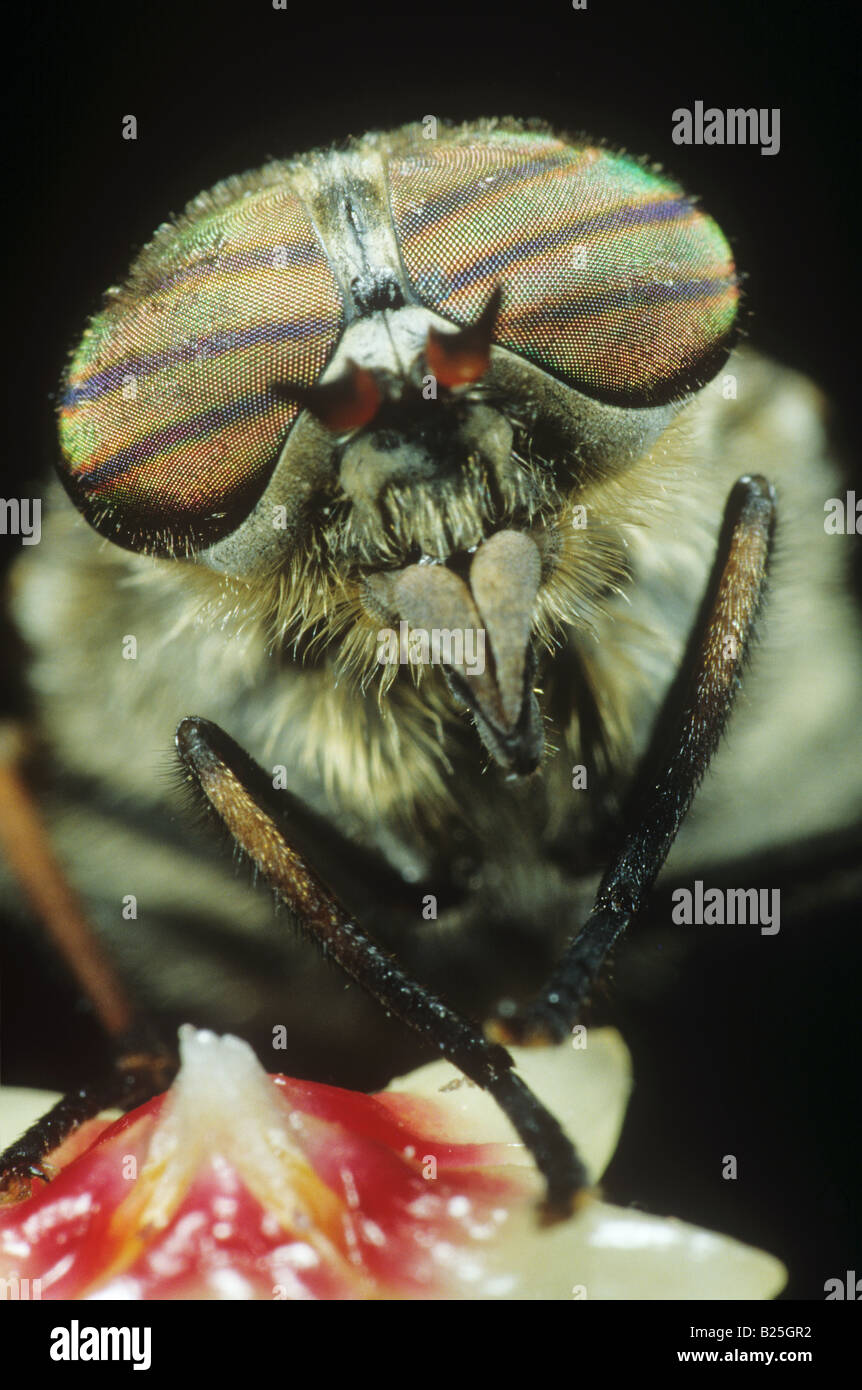 house fly - head - facet eye / musca domestica Stock Photo - Alamy