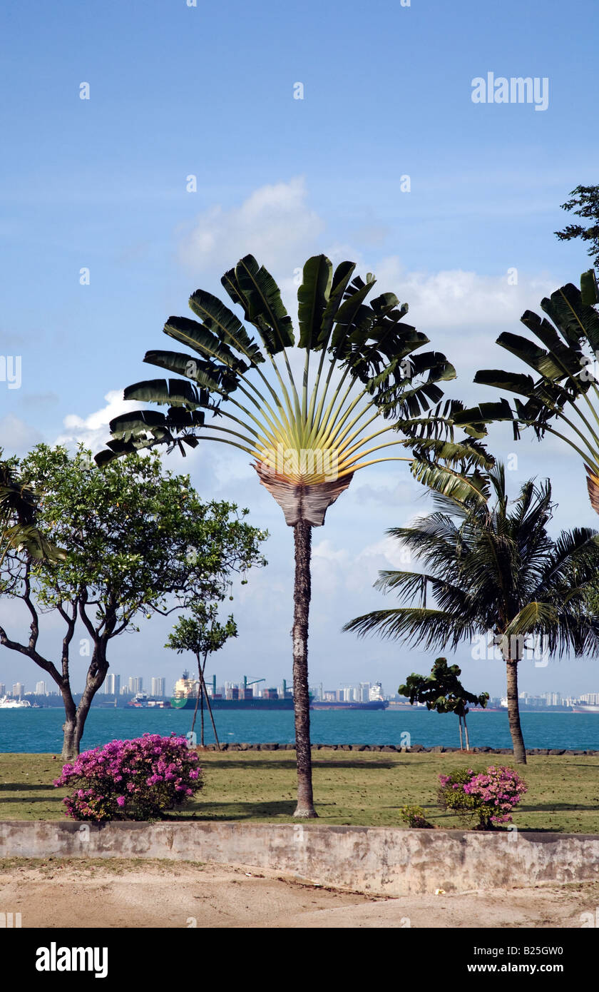 FAN SHAPED PALM KUSU ISLAND SINGAPORE Stock Photo - Alamy