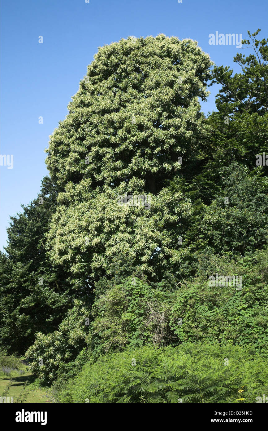Sweet chestnut tree flowers hi-res stock photography and images - Alamy