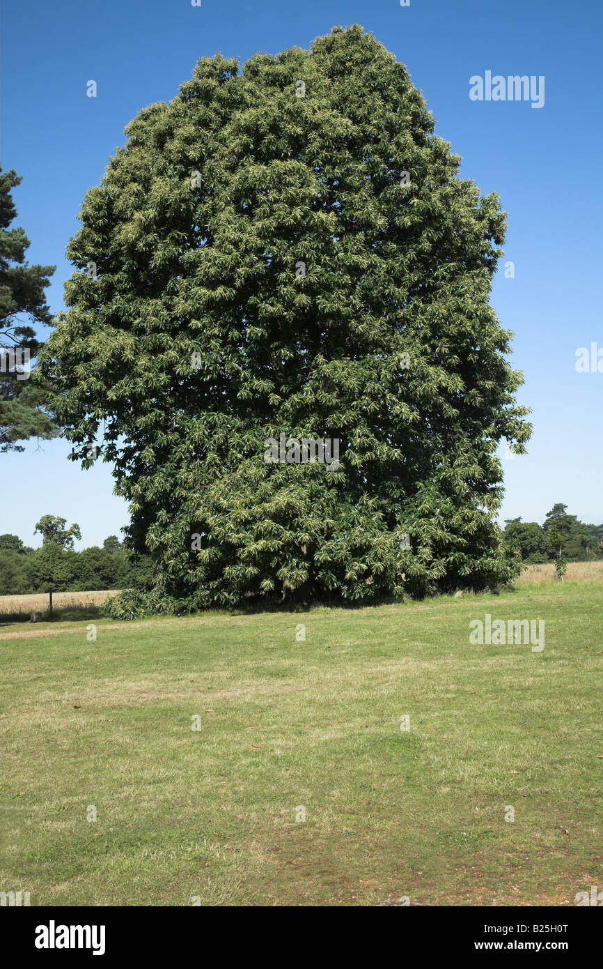 Castanea sativa Sweet chestnut tree Stock Photo - Alamy