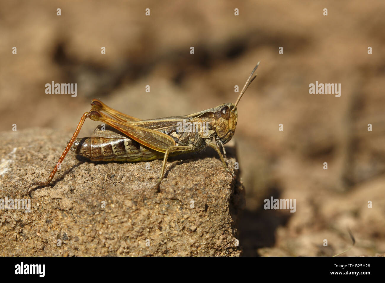 grasshopper / Acrididae Stock Photo - Alamy