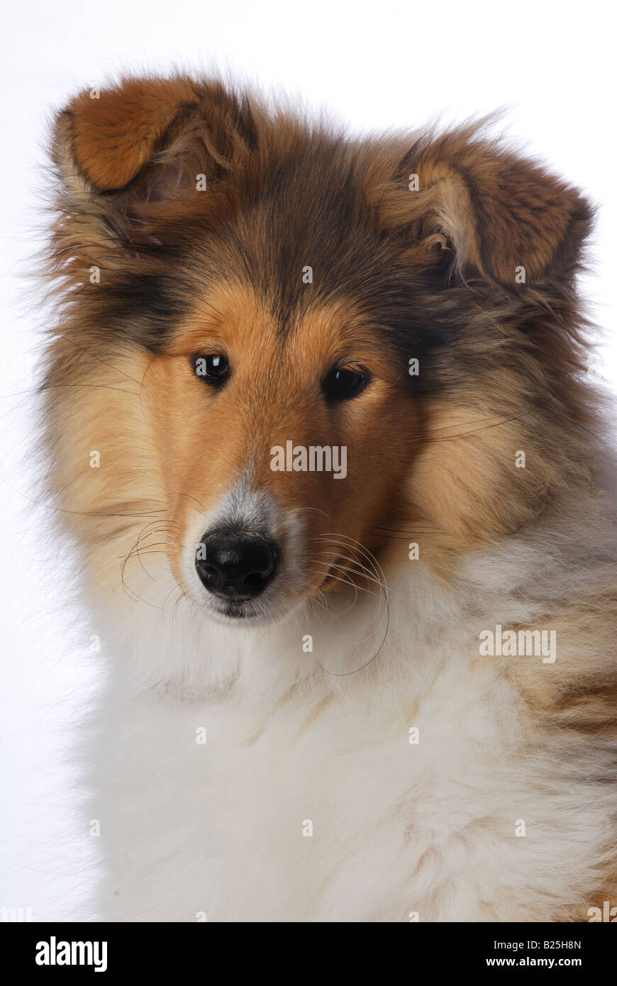 a dog, collie Stock Photo - Alamy
