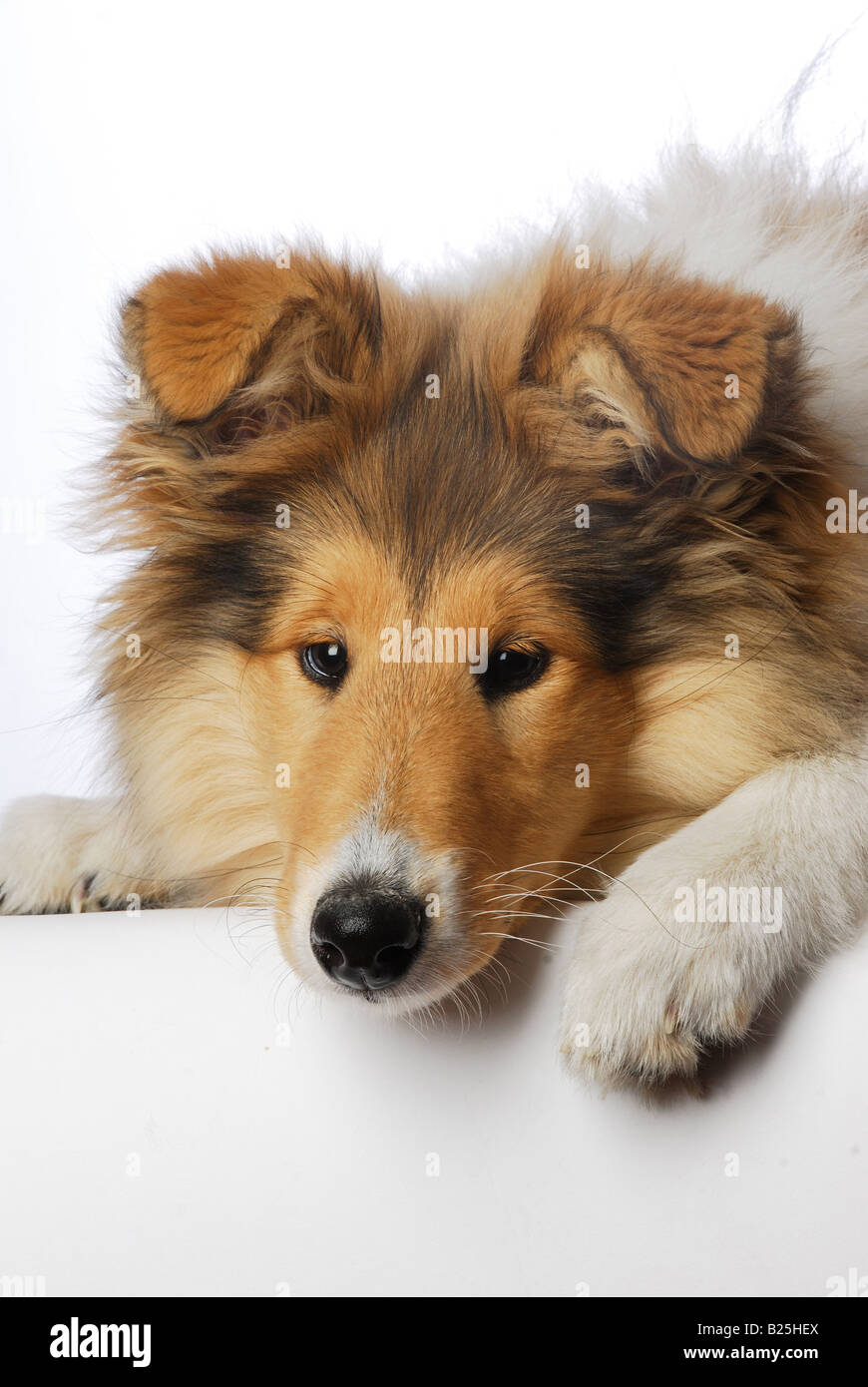 Cochorrinho hi-res stock photography and images - Alamy