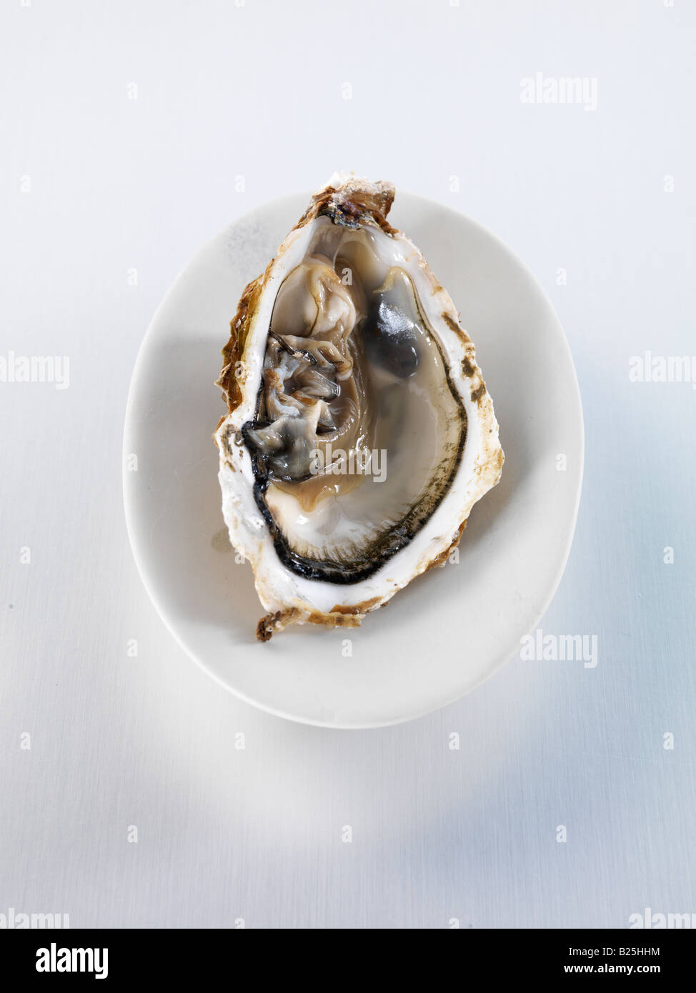 How to open an oyster hi-res stock photography and images - Alamy