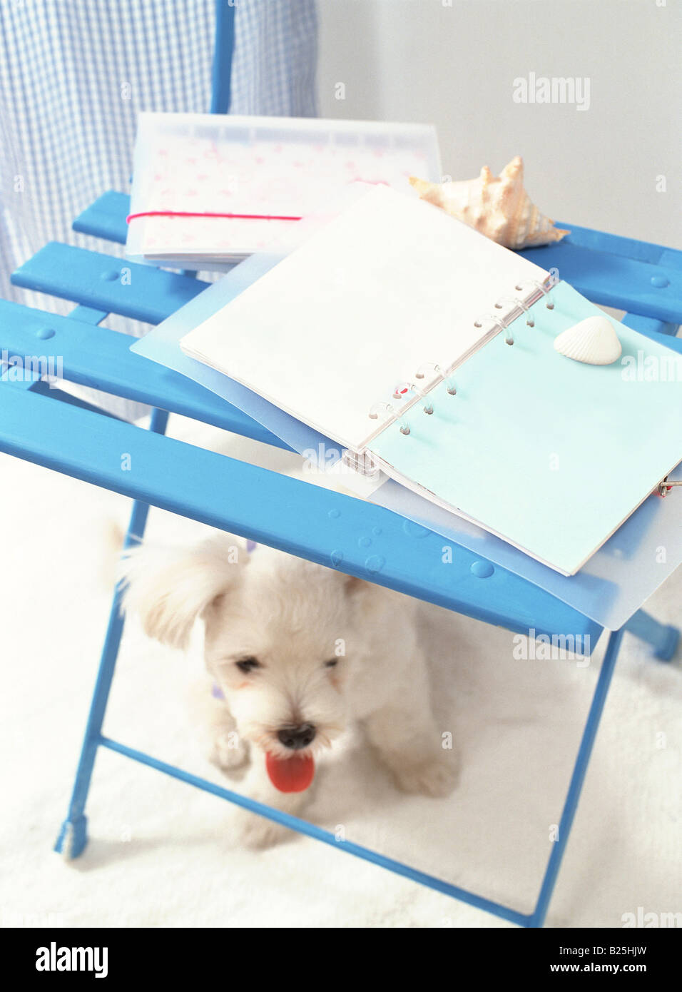 Dog under the desk Stock Photo - Alamy
