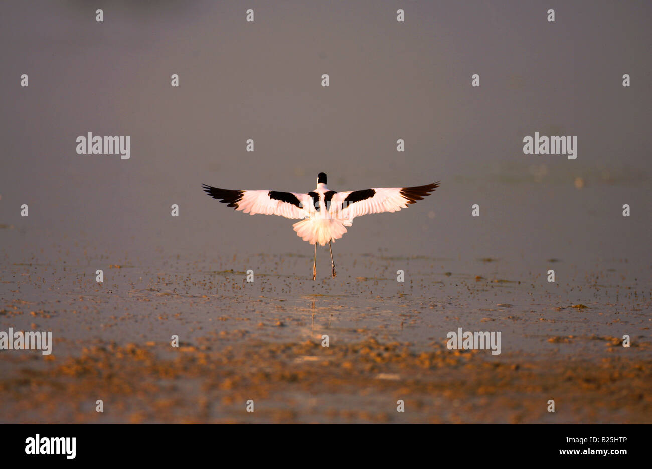 Pied avocet recurvirostra avosetta back hi-res stock photography and ...