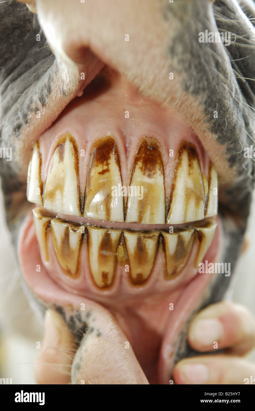 Horsy set hi-res stock photography and images - Alamy