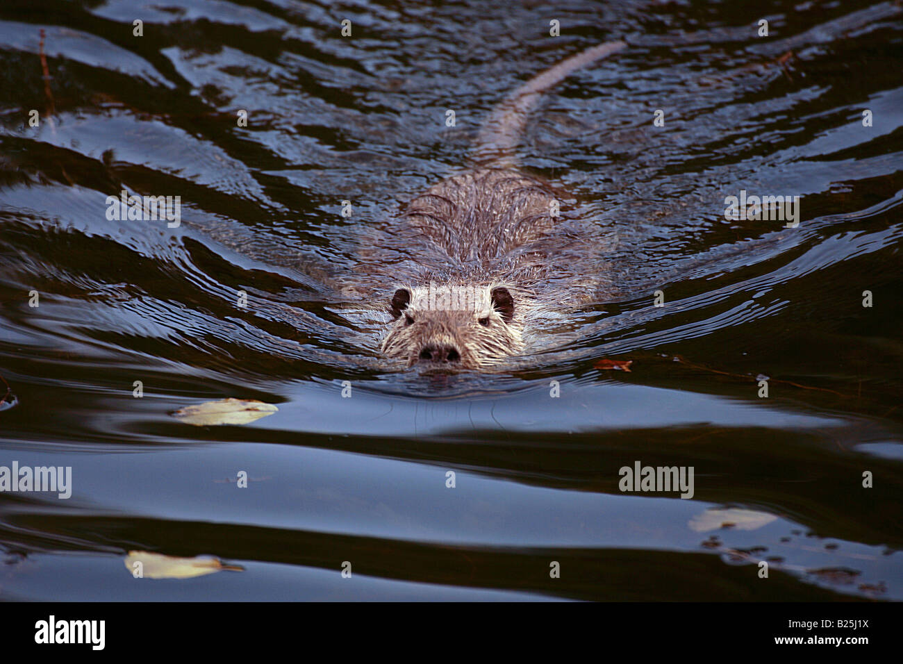 Coypu / Myocastor coypus Stock Photo - Alamy