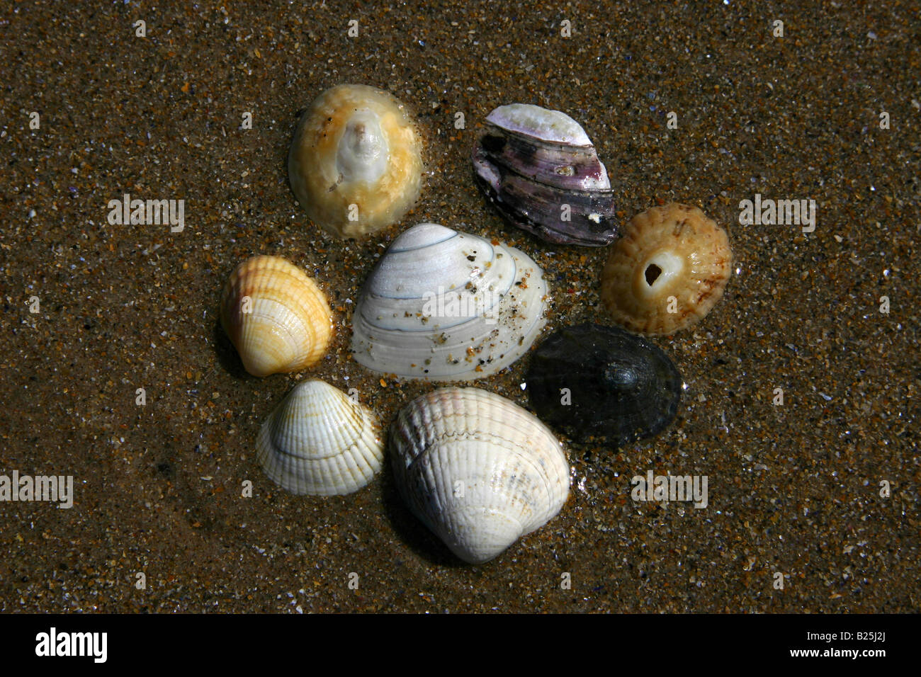 She sells sea shells on the seashore Stock Photo - Alamy