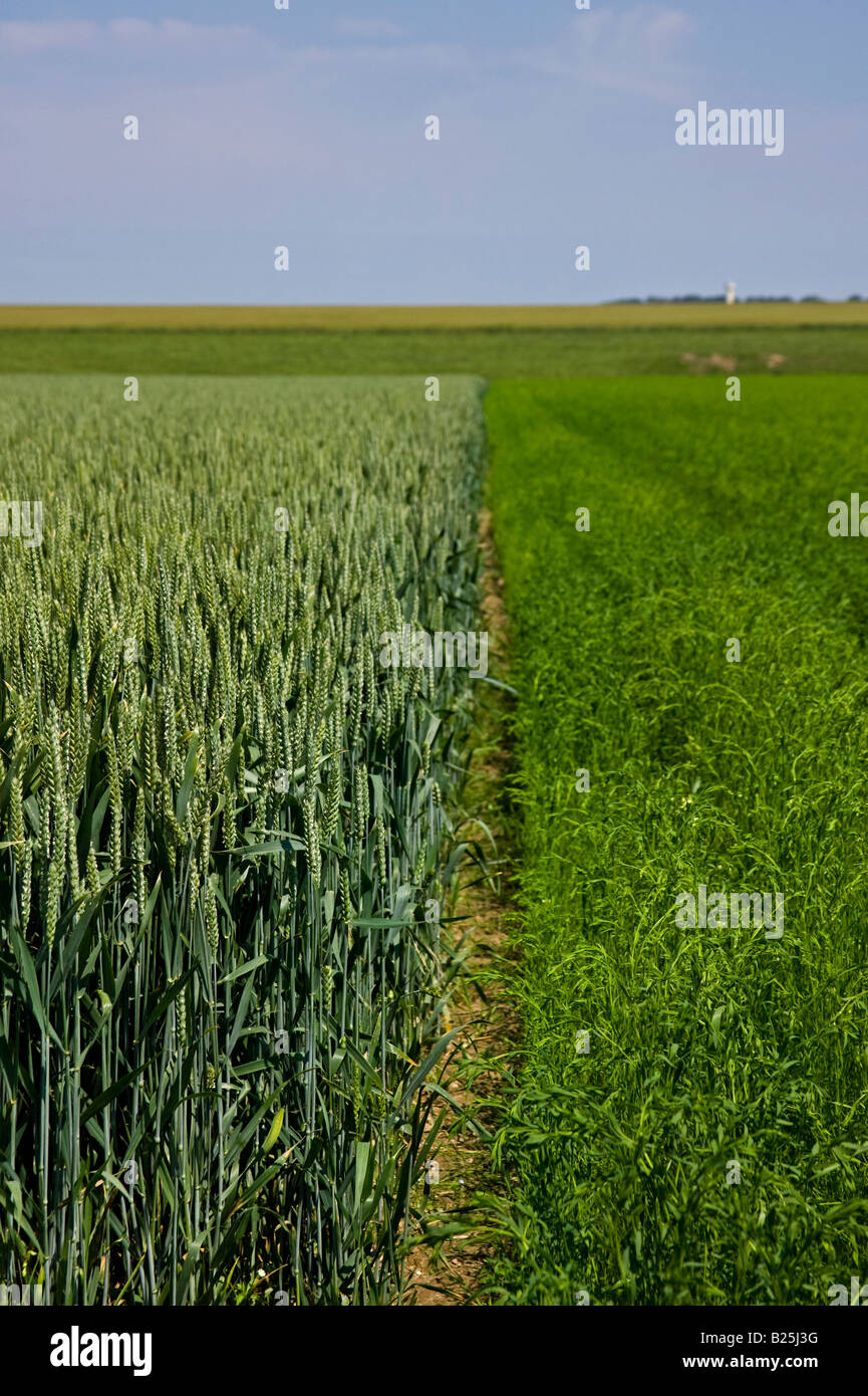 Green Farm crops in field, France, Europe Stock Photo - Alamy