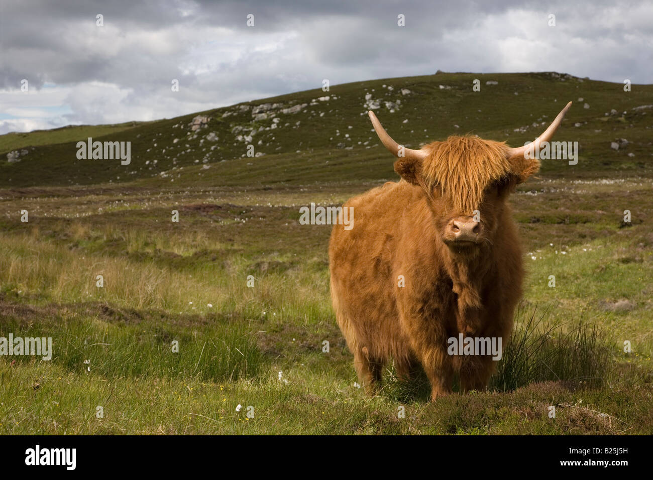 Highland cattle fold hi-res stock photography and images - Alamy