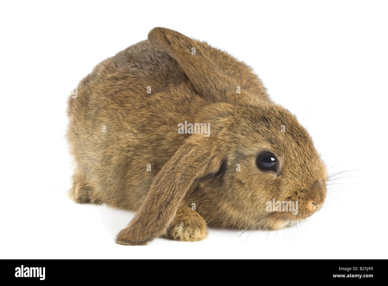 brown bunny isolated on white background Stock Photo - Alamy