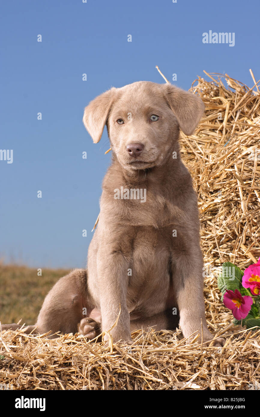 grey Labrador Retriever puppy - sitting in straw Stock Photo - Alamy