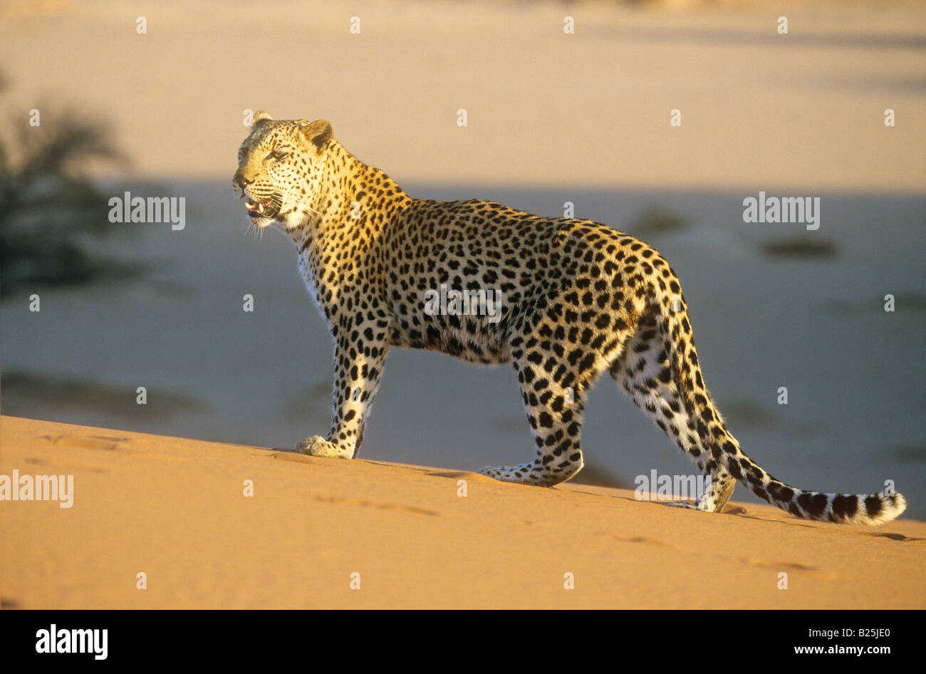 leopard - standing in desert / Panthera pardus Stock Photo - Alamy