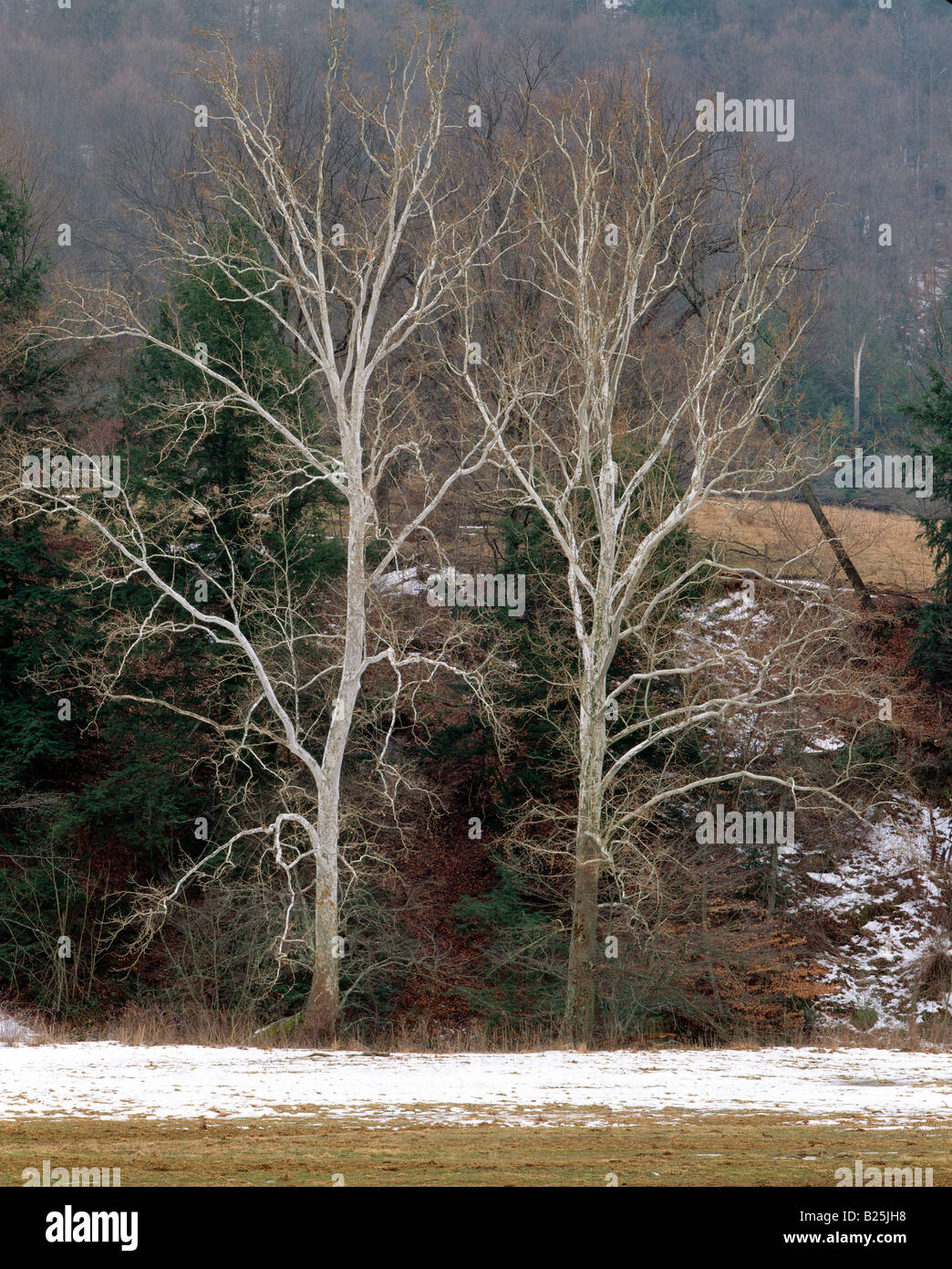 Sycamore Trees In Winter High Resolution Stock Photography and Images ...