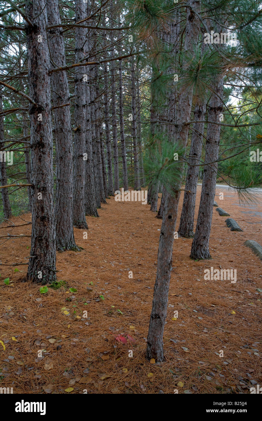 Stand of trees in Algonquin Park Stock Photo - Alamy