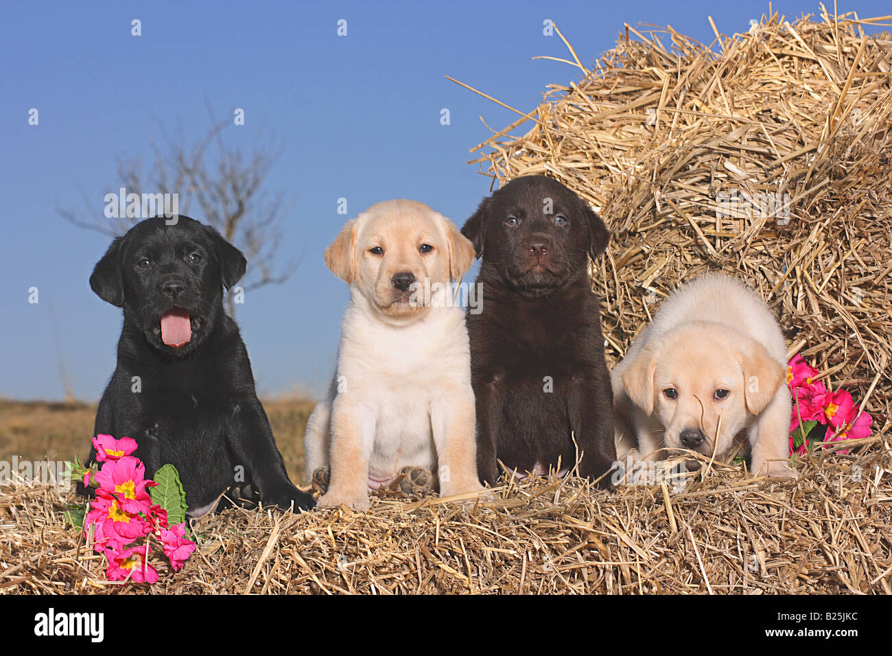 Labrador retriever puppies hi-res stock photography and images - Alamy
