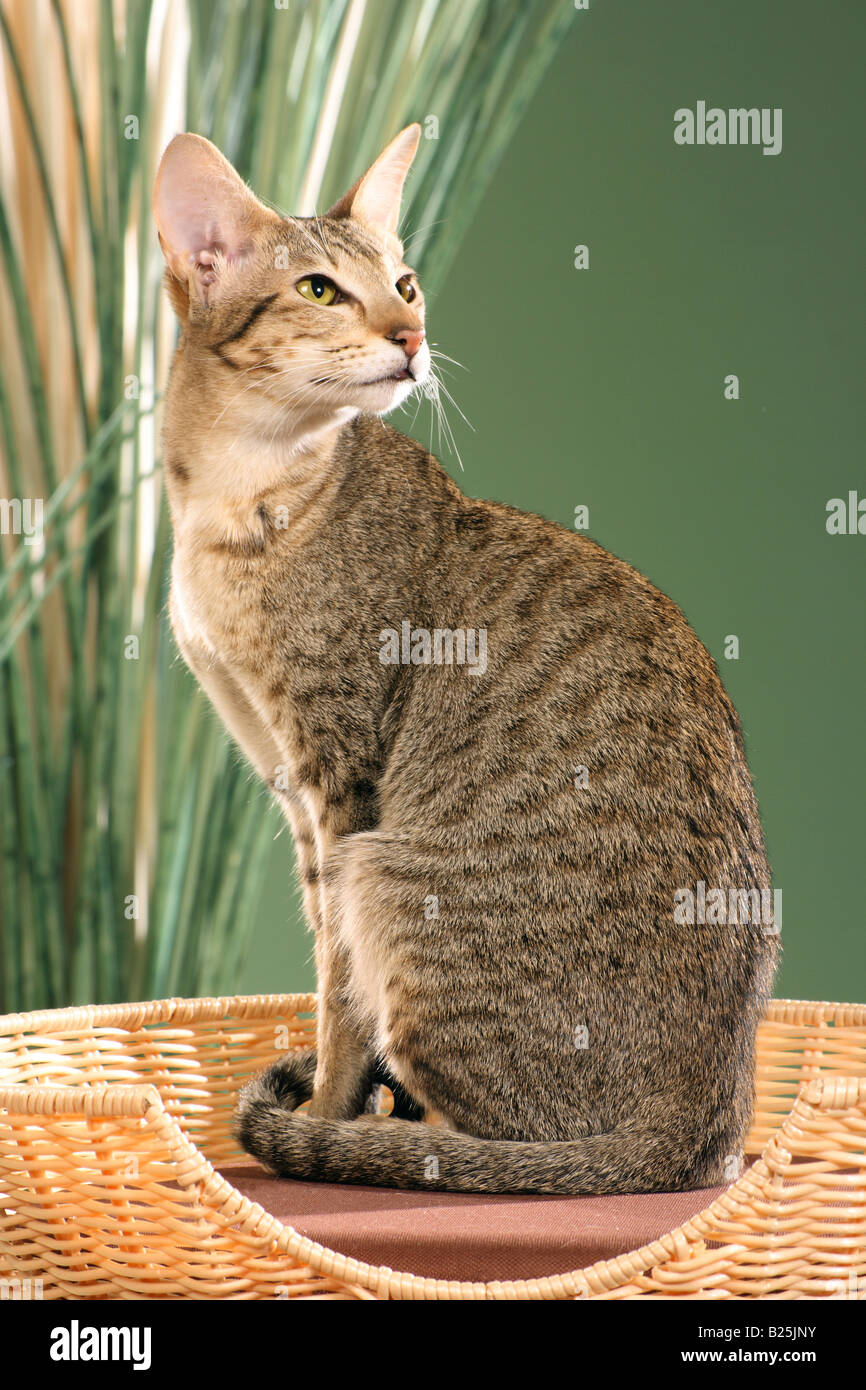 Shorthairs hi-res stock photography and images - Alamy