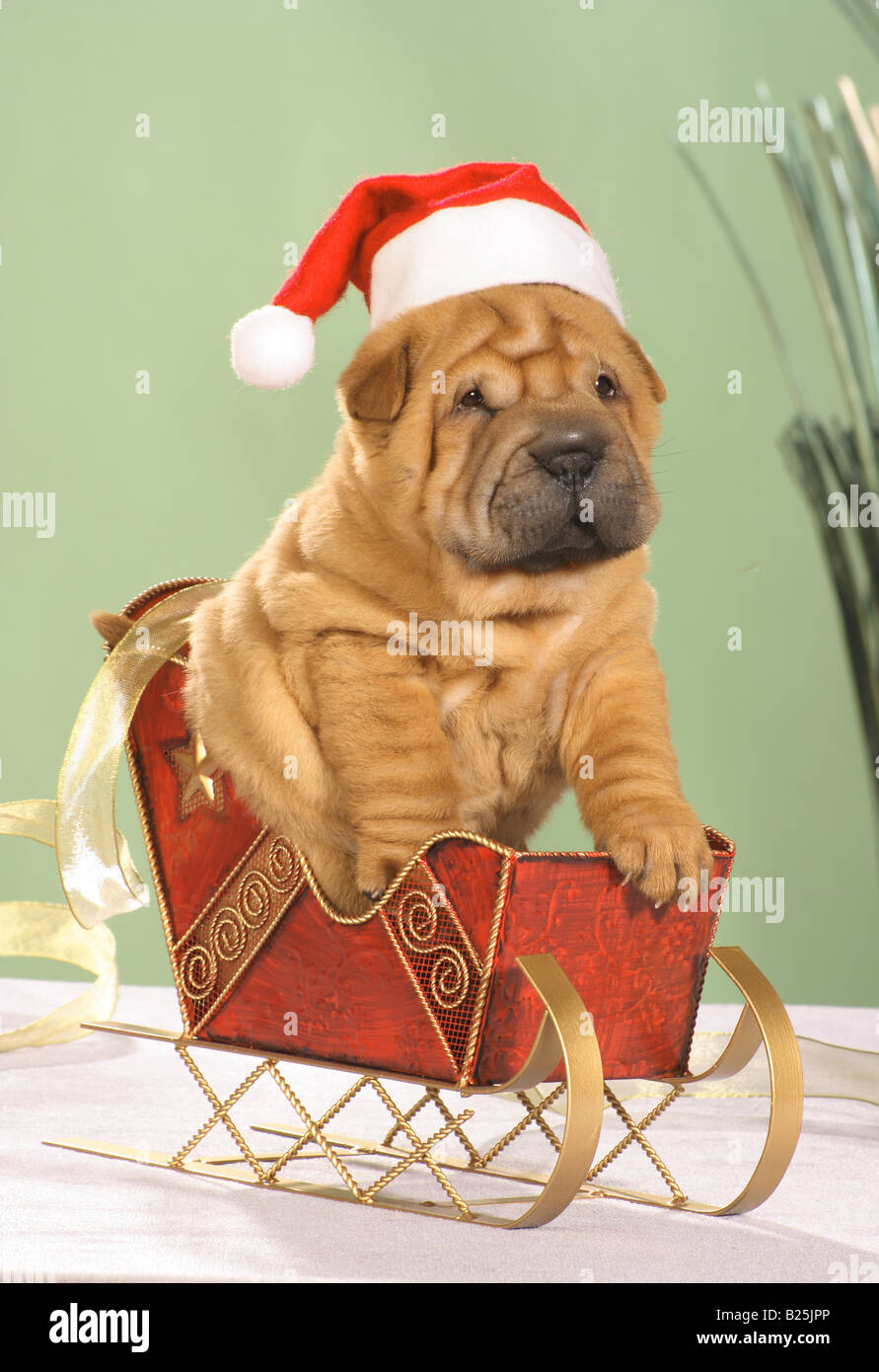 Dog in santa sleigh hi-res stock photography and images - Alamy