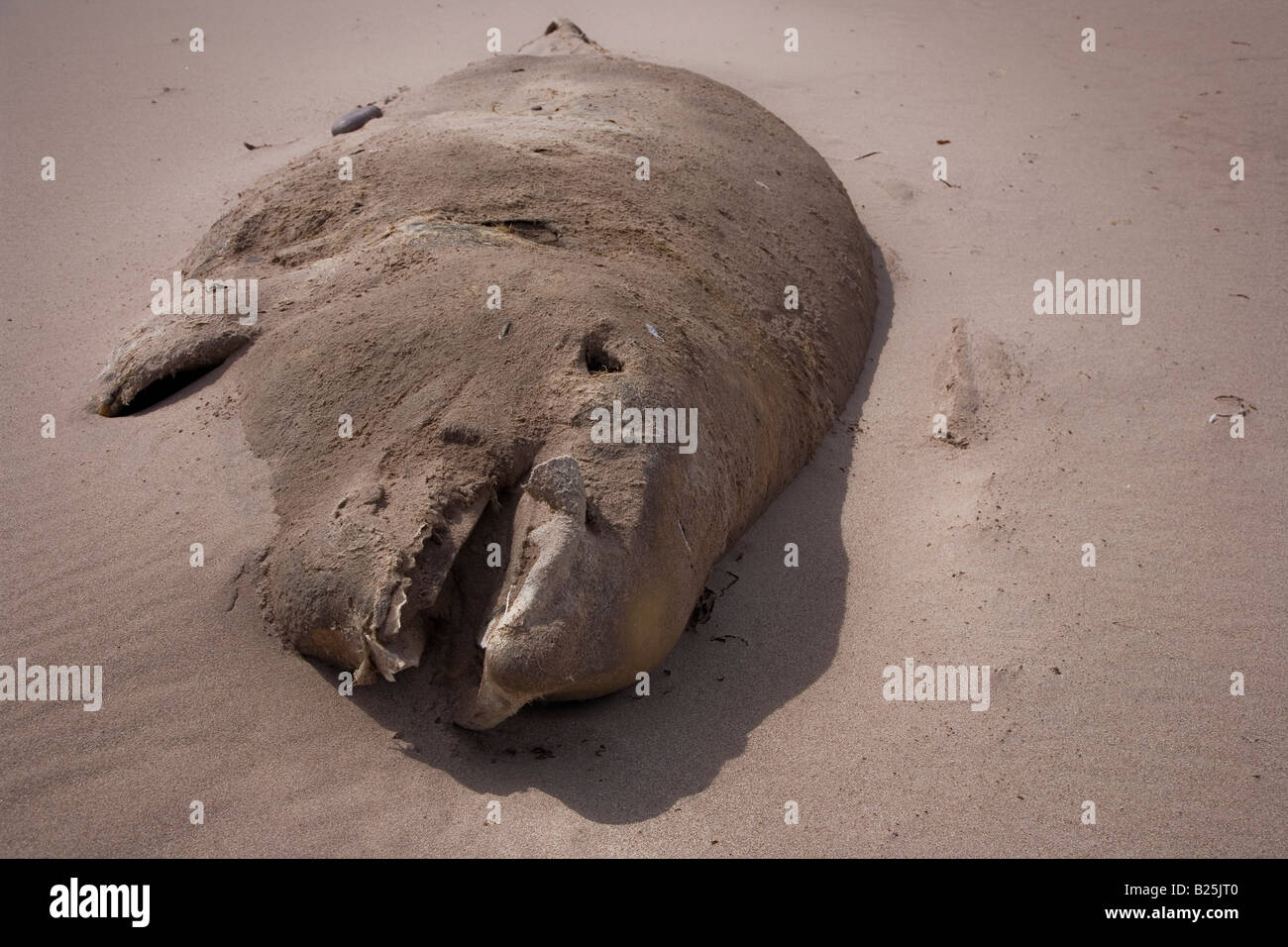 Washed Up Killer Whale Stock Photo - Alamy