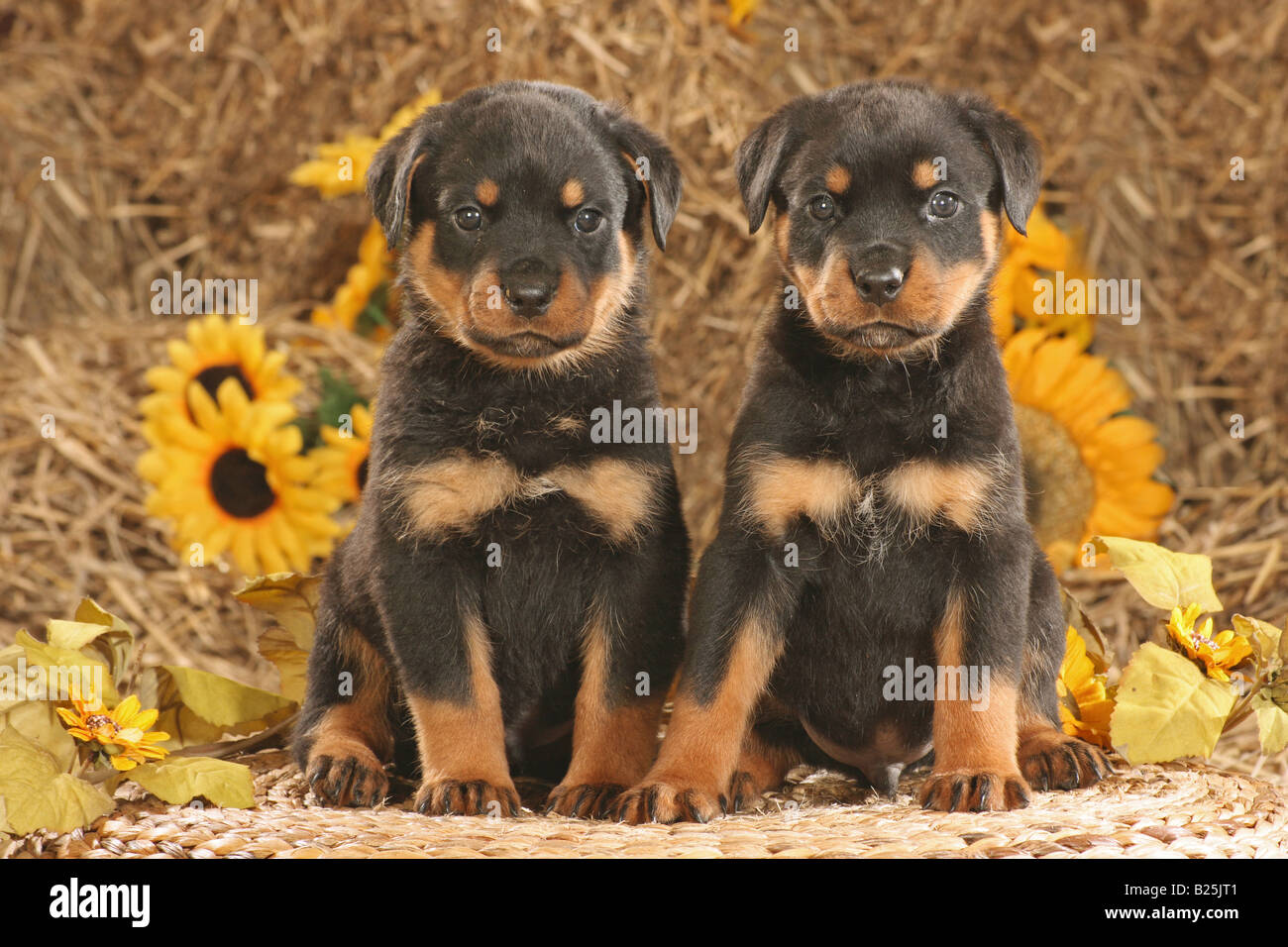 Rottweiler - two puppies - sitting Stock Photo - Alamy