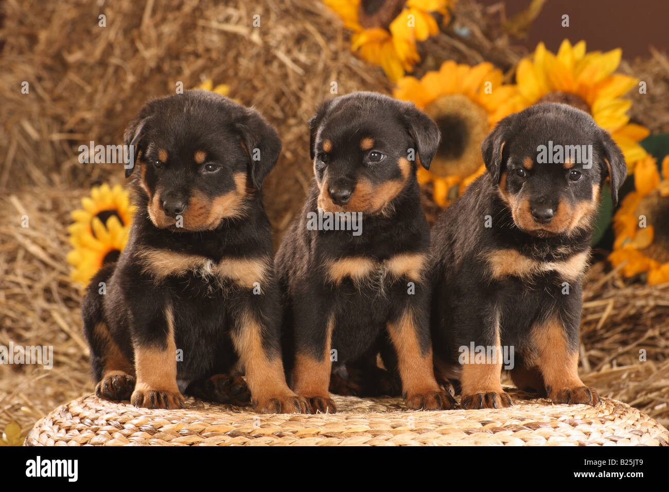 Three rottweiler dogs hi-res stock photography and images - Alamy