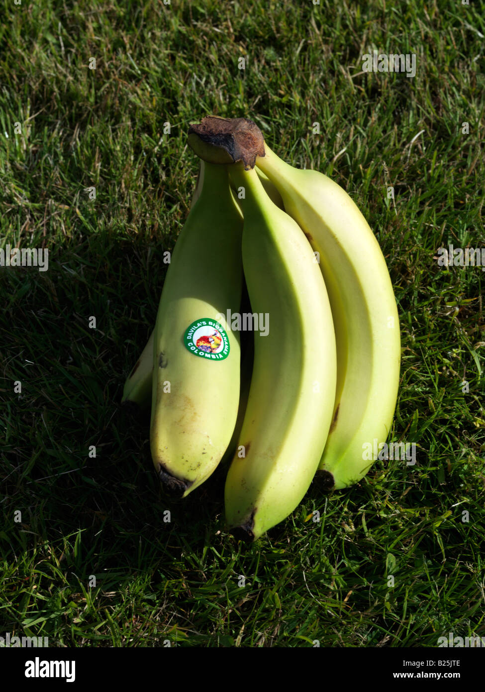 BioBananas from Columbia Stock Photo - Alamy