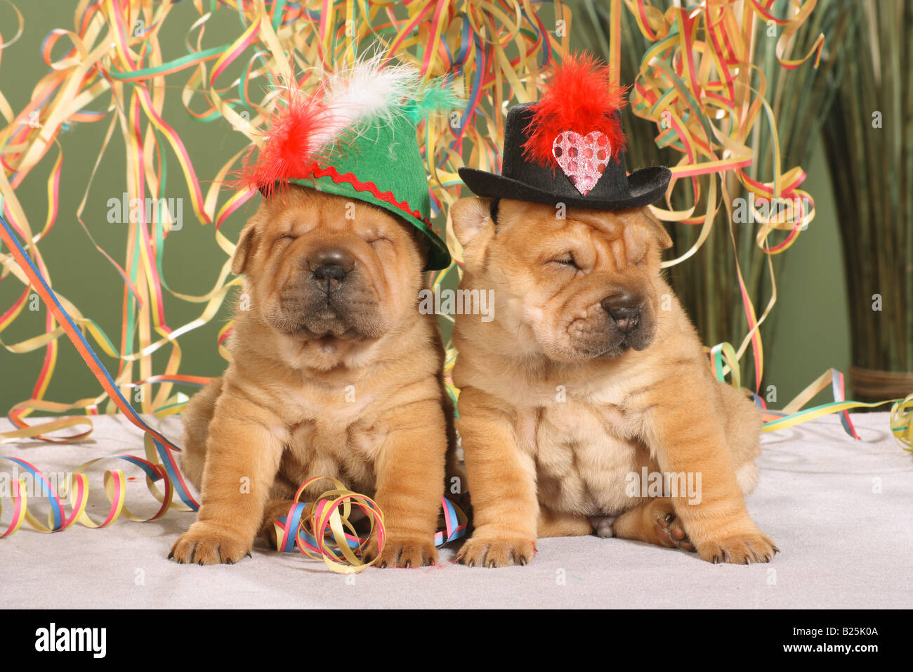 two Shar Pei puppies with hat between paper streamers Stock Photo - Alamy