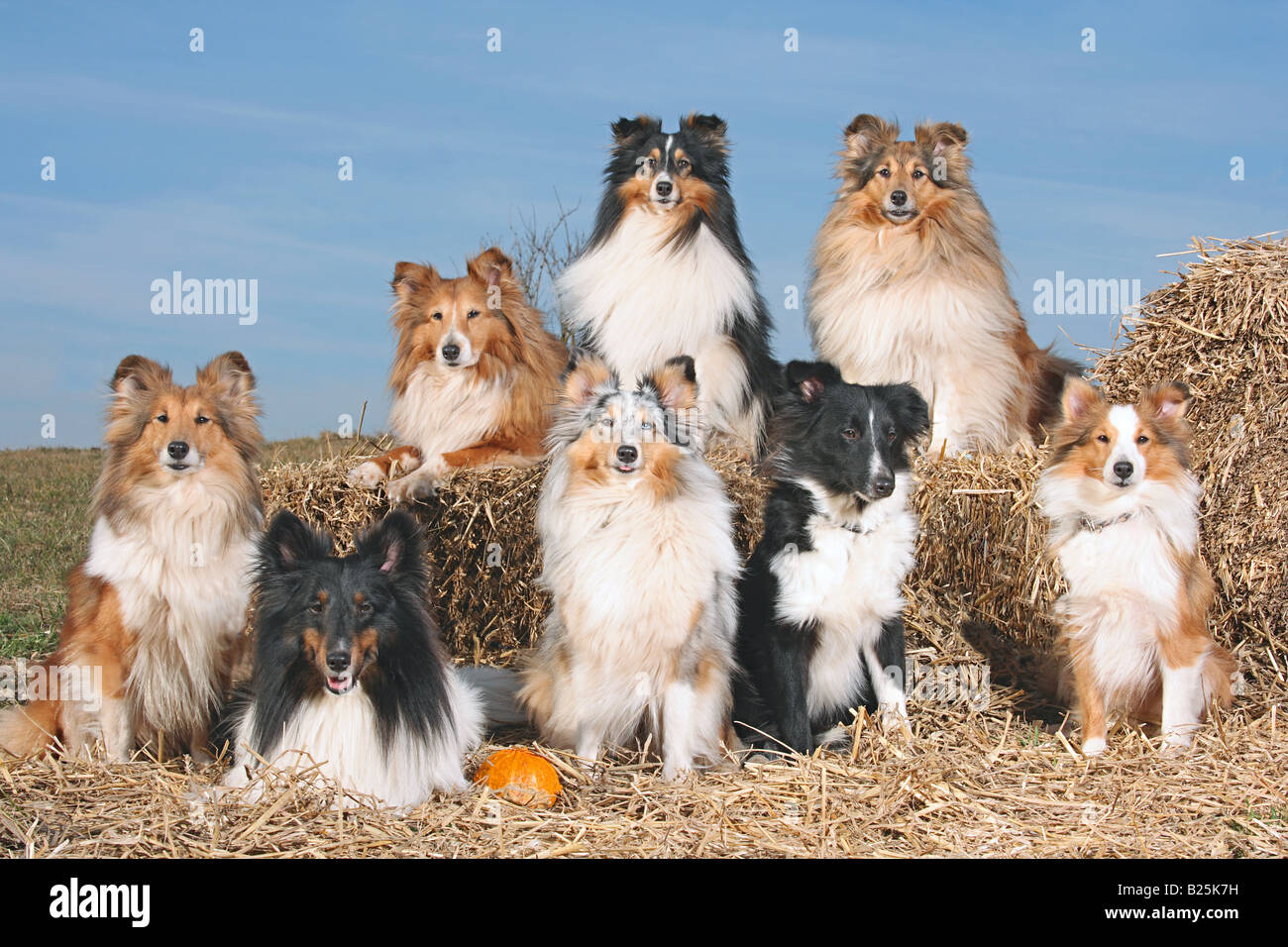 eigth Shelties in straw Stock Photo - Alamy