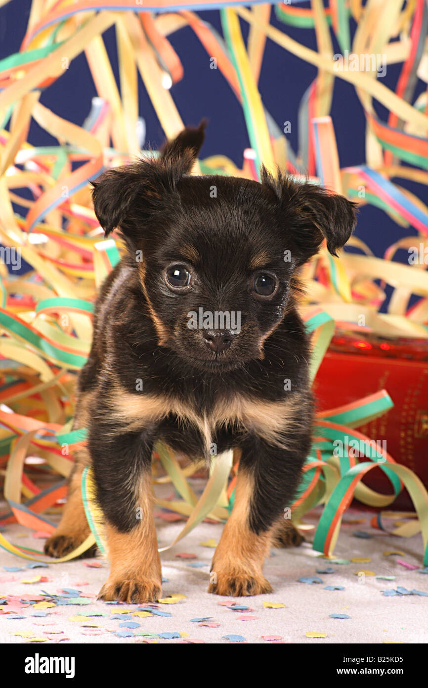 Russian Toy Terrier - puppy between paper streamers Stock Photo - Alamy
