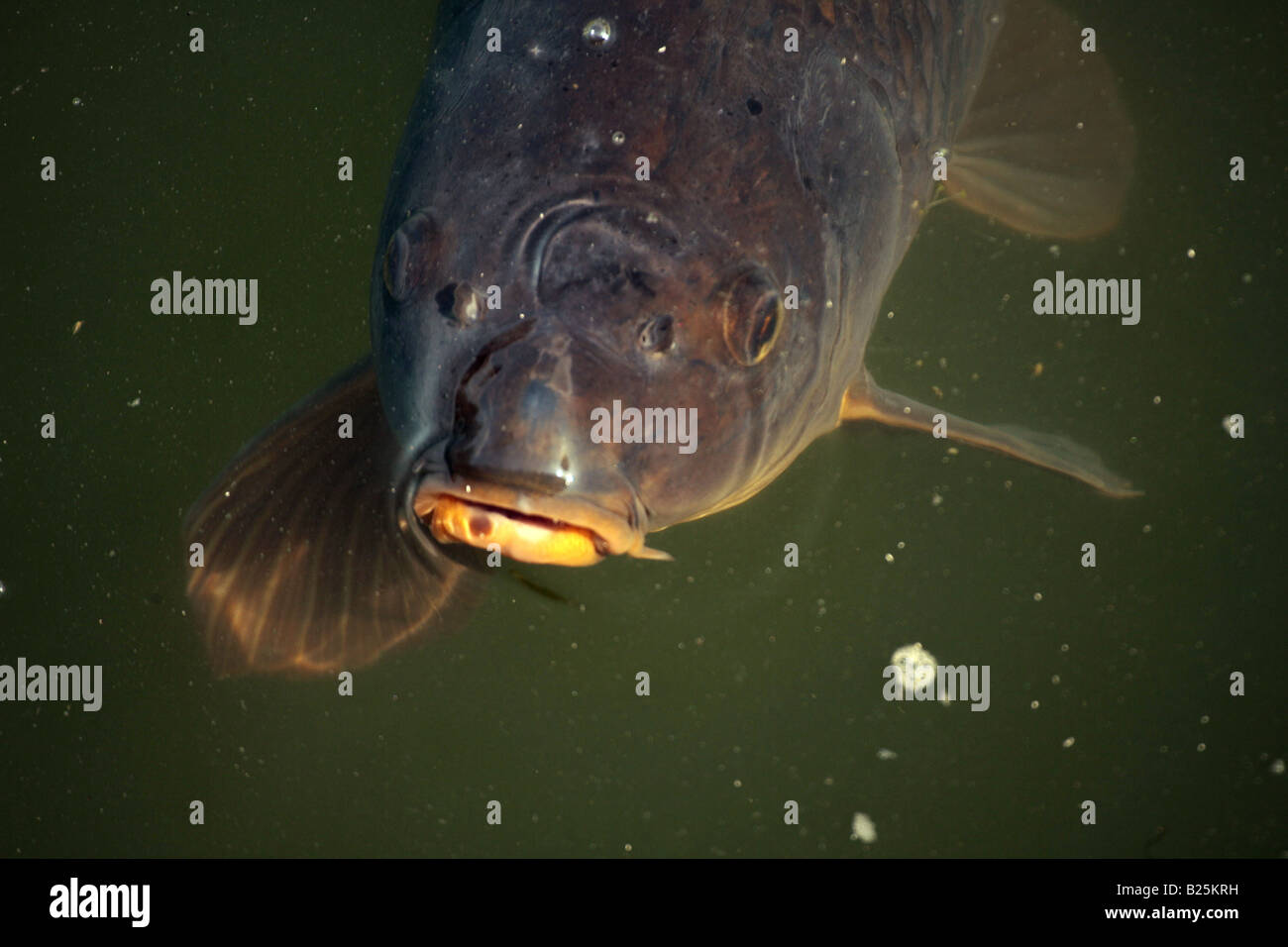 Common carp / Cyprinus carpio Stock Photo - Alamy