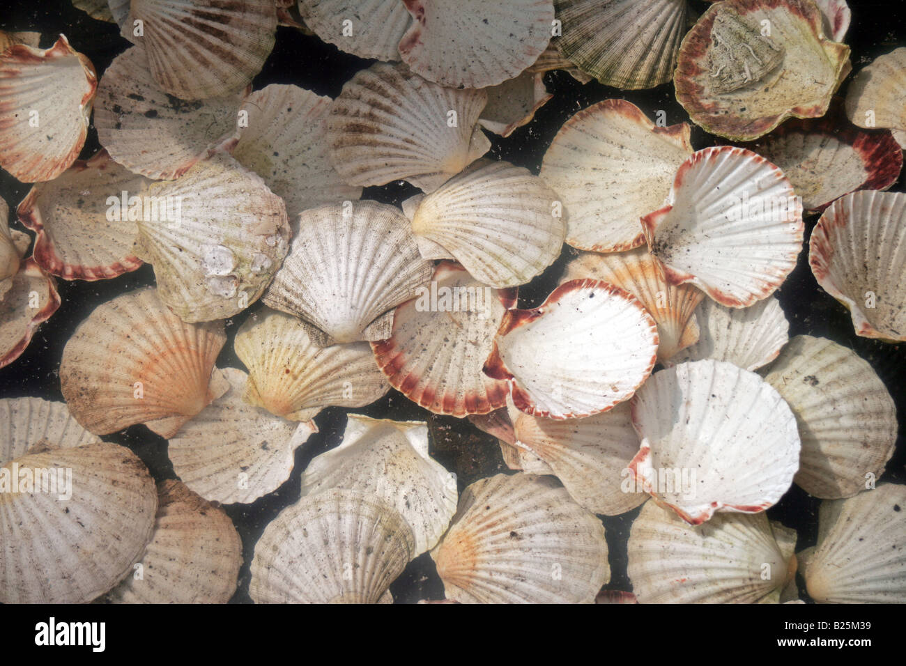 Underwater scallop shells at the Chelsea Flower Show 2008 Stock Photo ...