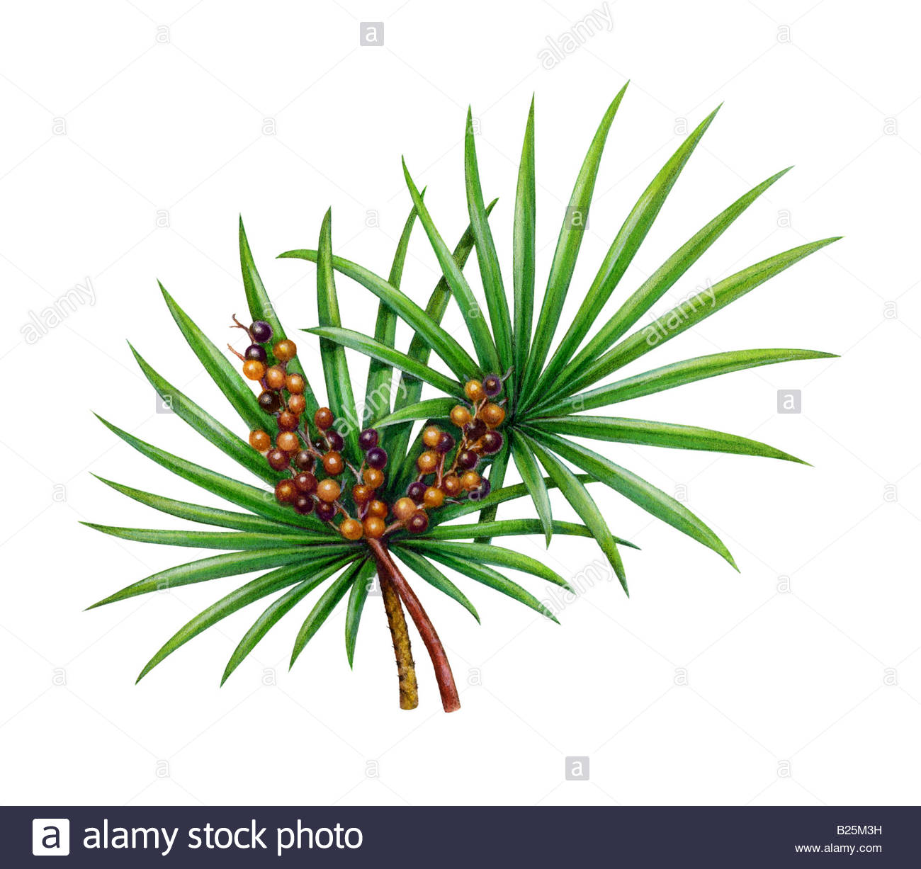 Saw Palmetto Fruit Stock Photos & Saw Palmetto Fruit Stock Images - Alamy