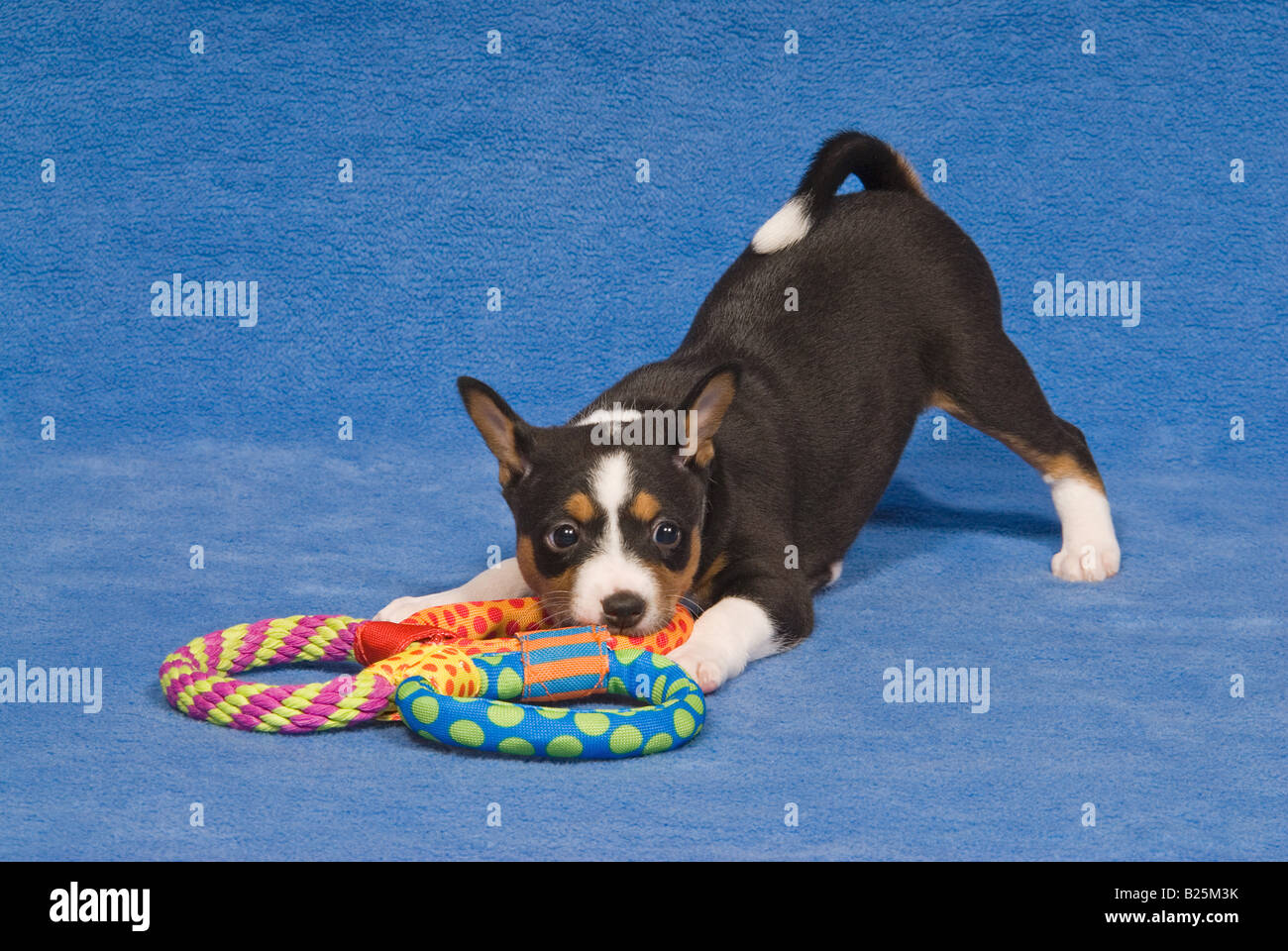 basenji puppy - with toy Stock Photo - Alamy