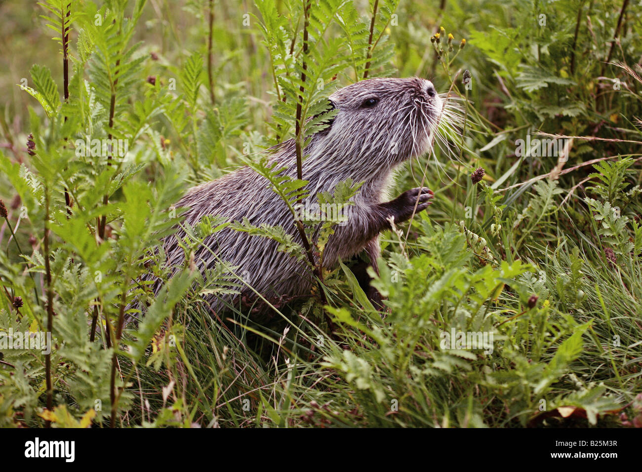Coypu / Myocastor coypus Stock Photo - Alamy